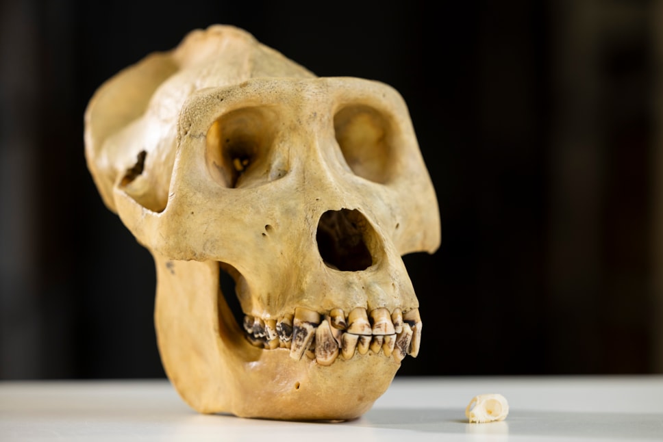 Largest and smallest primate skulls, gorilla and mouse lemur. Photo ...