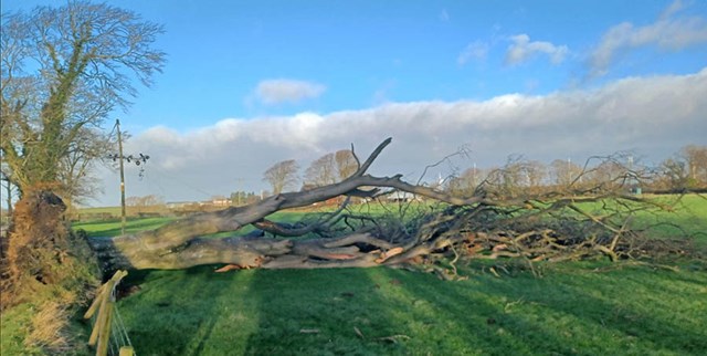 Tree down small