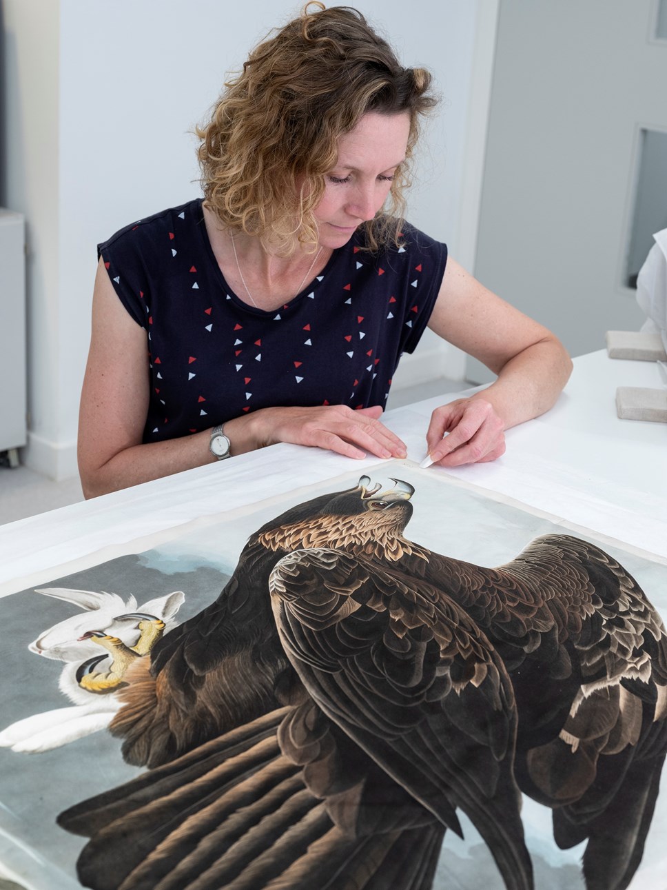 Conservator Victoria Hanley works on a print for Audubon's Birds of ...