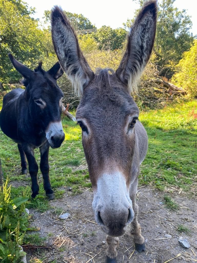 Donkeys1-11 | Welsh Government News