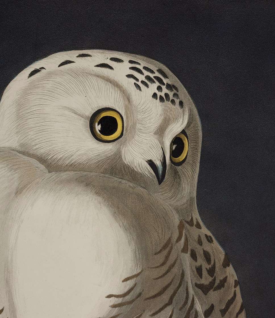 Detail of a print depicting Snowy Owls from Birds of America, by John ...