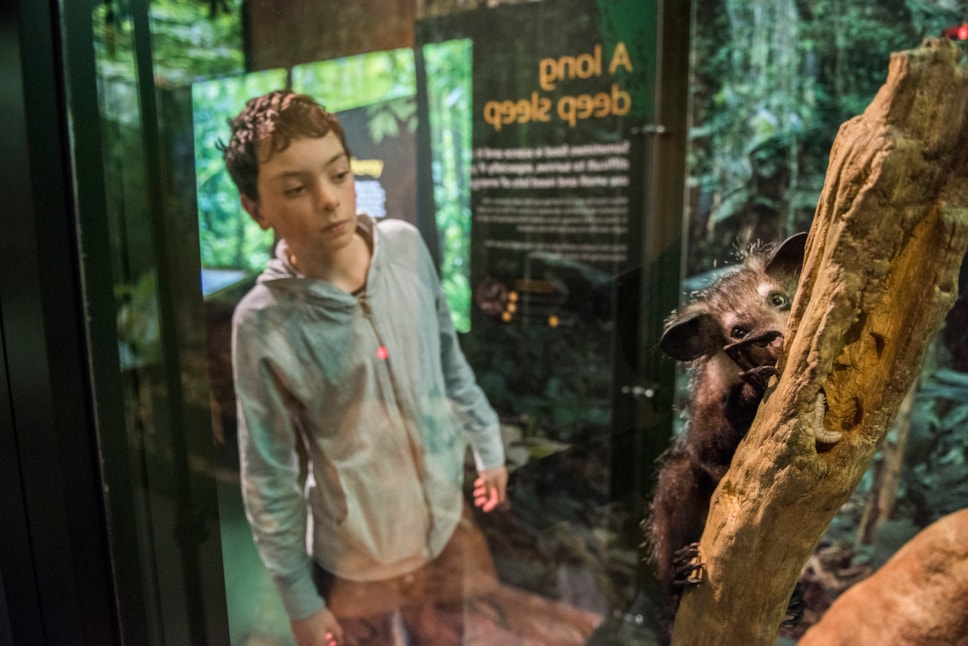 Monkeys exhibition install photographs. Photo © Phil Wilkinson (6 ...