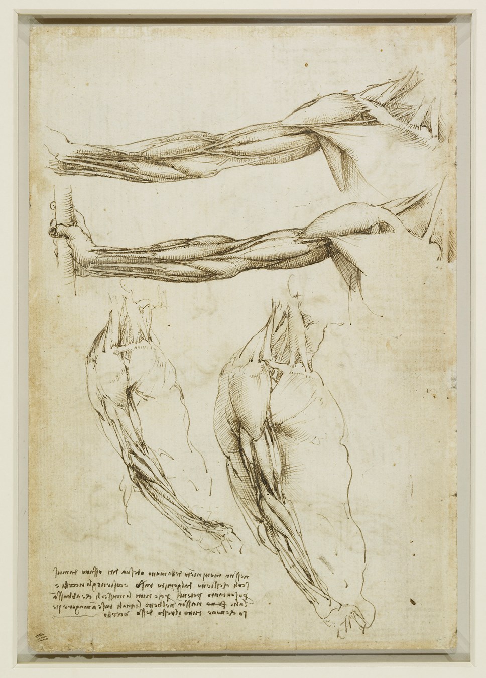 The veins and muscles of the arm by Leonardo da Vinci. Royal Collection ...