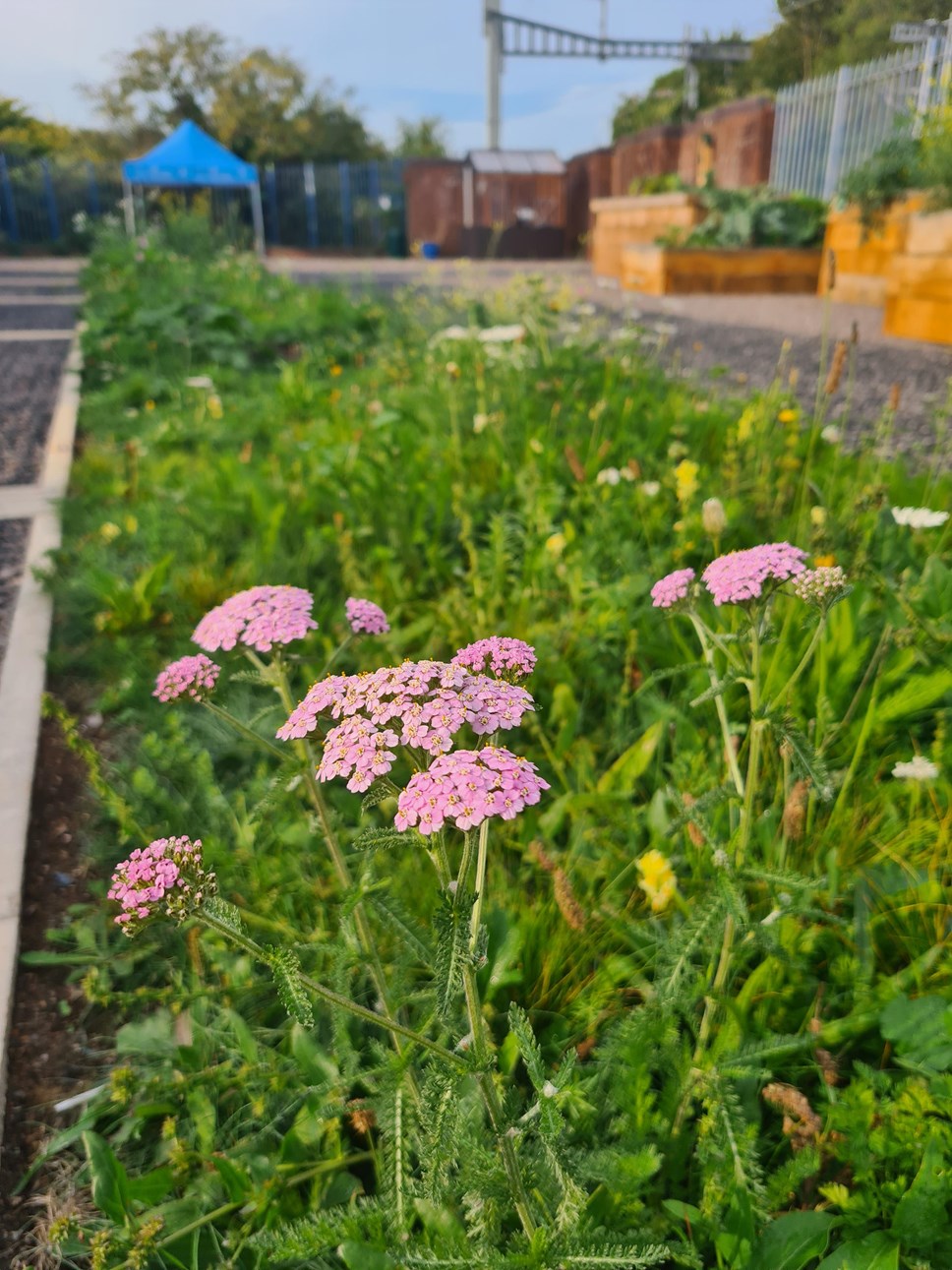 Railway Gardens in Cardiff have used shipping containers to host ...
