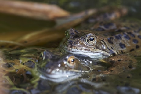 Common frogs mating