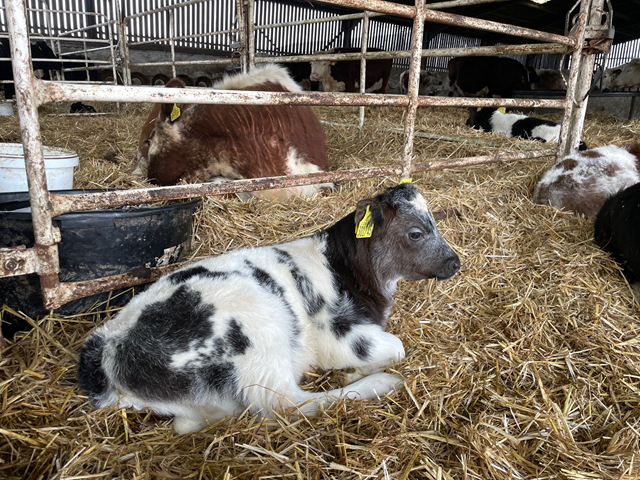 Calf - Home farm