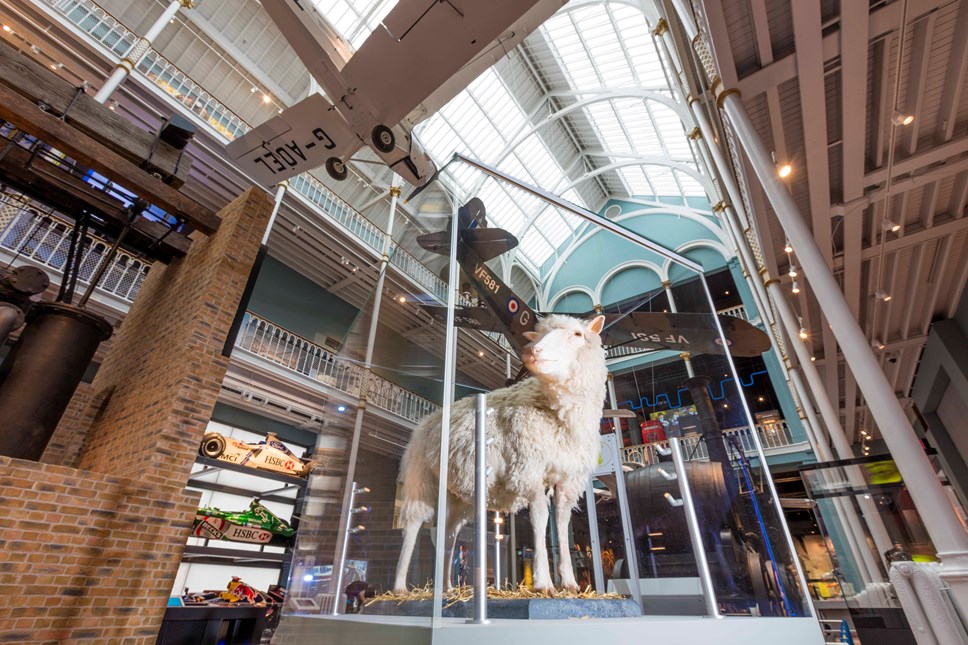 Dolly the Sheep at the National Museum of Scotland. Photo © National ...