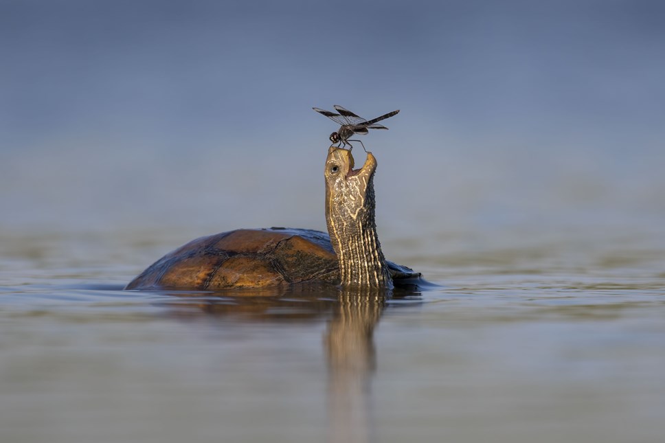 ©Tzahi Finkelstein, Wildlife Photographer of the Year | National ... ©Tzahi Finkelstein, Wildlife Photographer of the Year | National ...