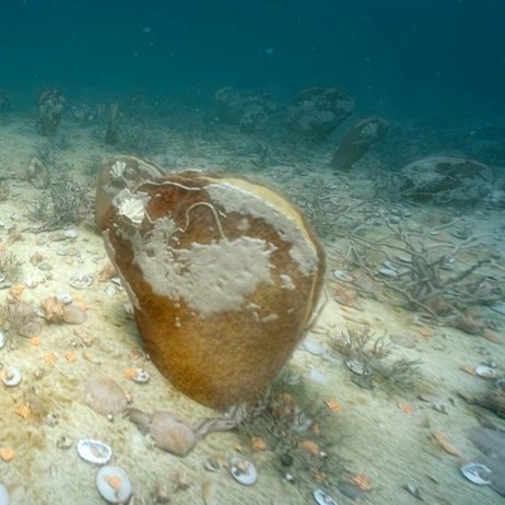 Fan mussel animation, copyright SNH