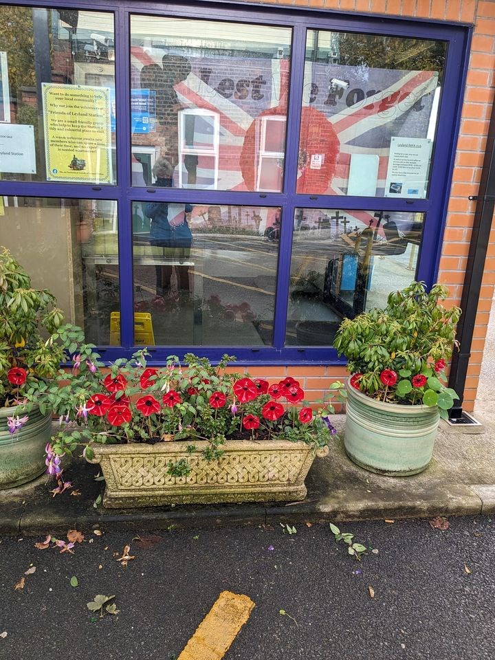 This image shows poppy displays at Leyland | Northern News