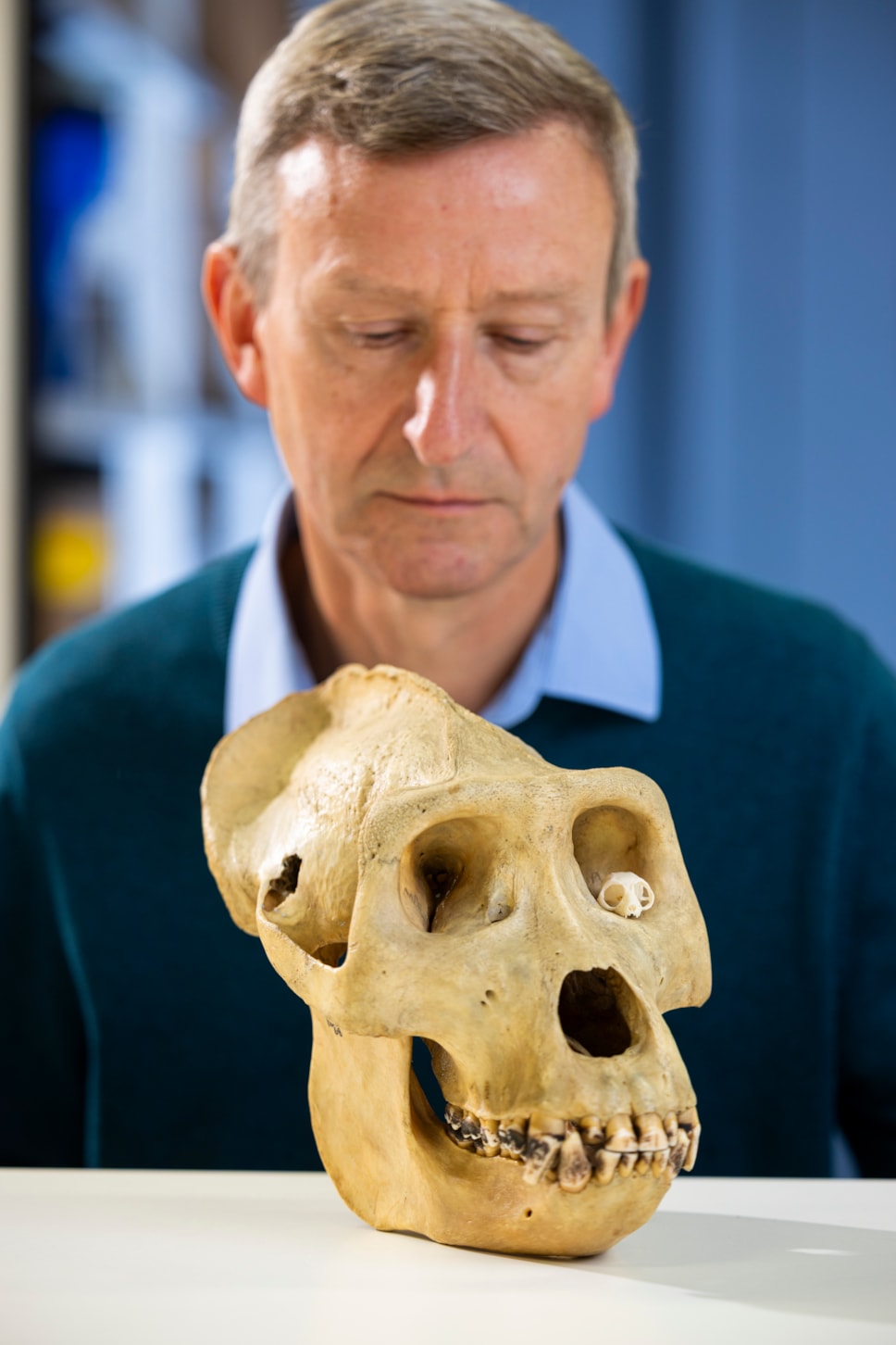 Professor Andrew Kitchener with a gorilla and mouse lemur skull. Photo ...