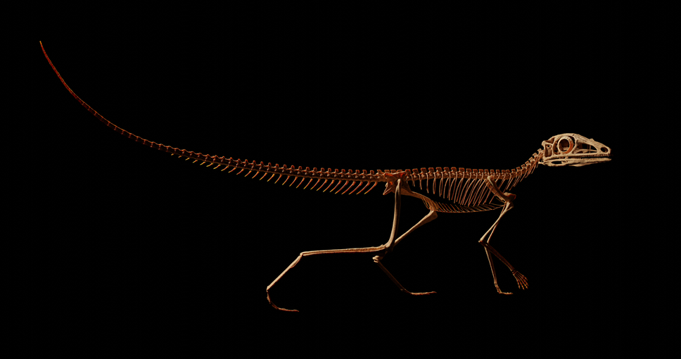 3D skeletal reconstructions of Scleromochlus taylori by Matt Humpage ...