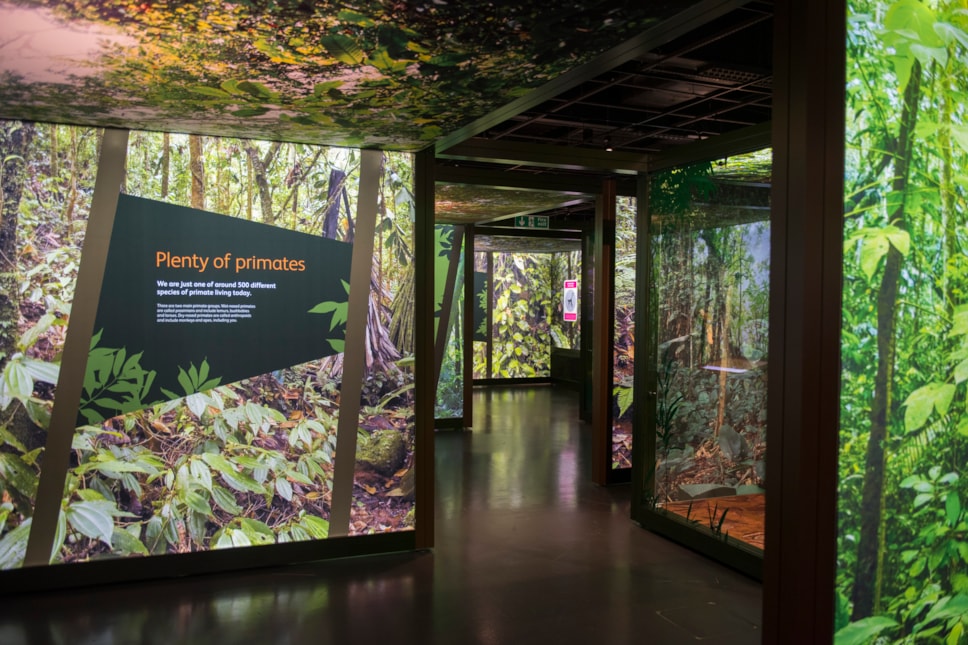 Monkeys exhibition install photographs. Photo © Phil Wilkinson (1 ...