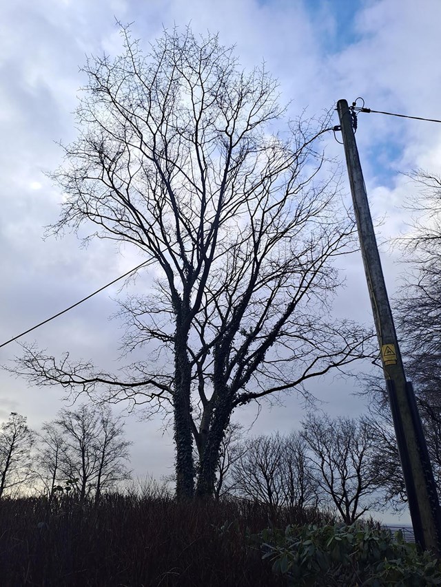Tree down in Bury small