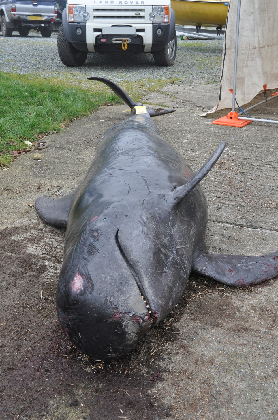Short-finned pilot whale copyright Rod Penrose | National Museums ...