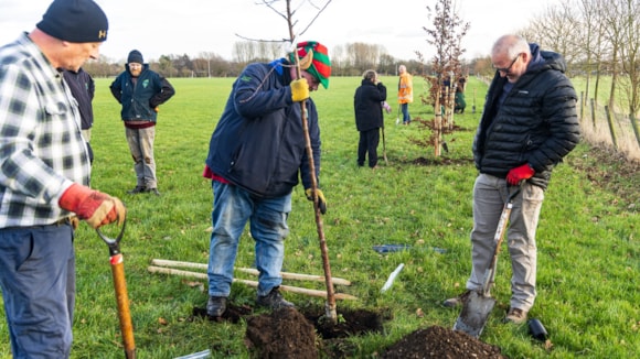 Humber Forest plants a record 370,000 trees, including 35 miles of ...
