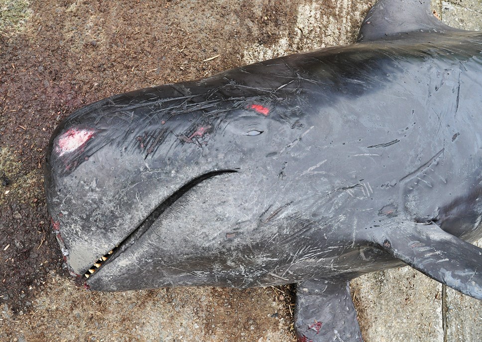 A Juvenile short-finned pilot whale. Copyright Rod Penrose | National ...