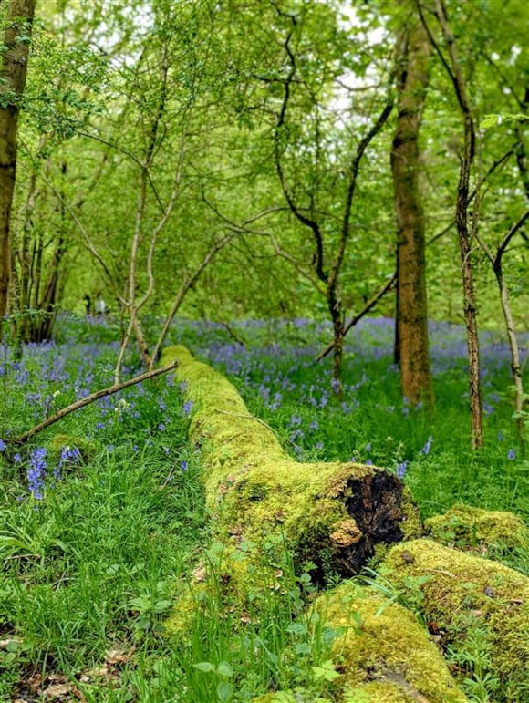 Have your say on recovering nature in Hertfordshire!