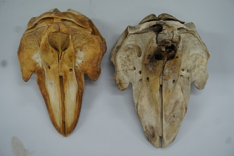 Long-finned and short-finned pilot (Hazelbeach) whale skulls copyright ...