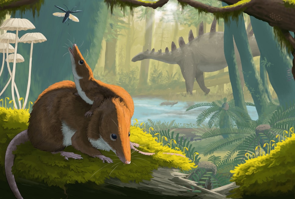 Krusatodon kirtlingtonensis artist impression credit Maija Karala ... Krusatodon kirtlingtonensis artist impression credit Maija Karala ...