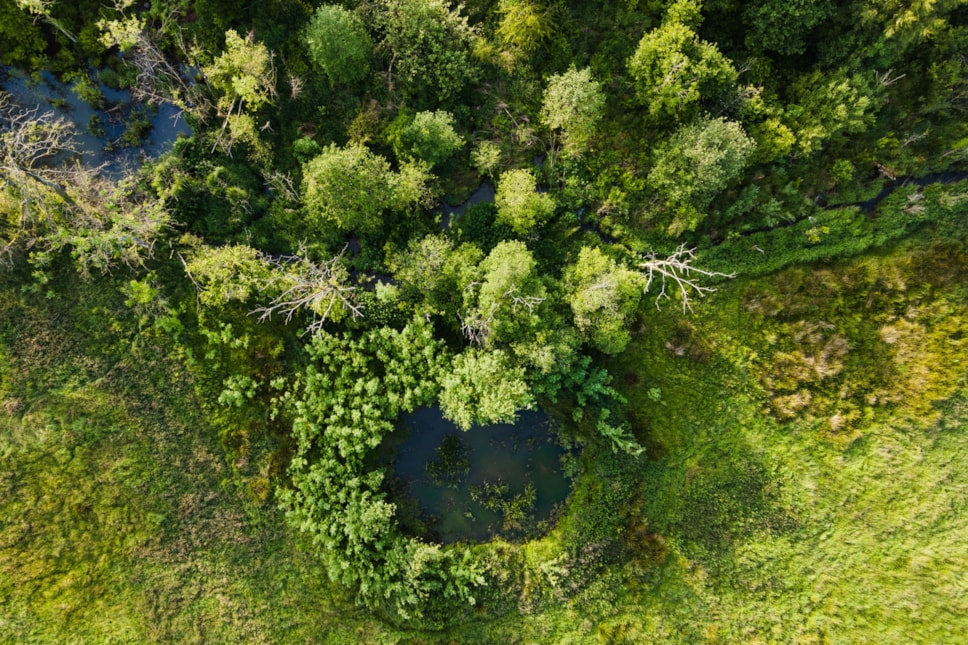 Lowther beaver-enclosure-3 - Mark Williamson Photography | University ...