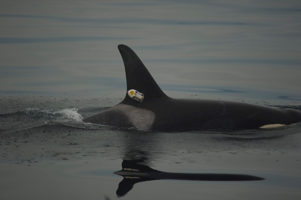 Orca D-tag | University of Cumbria News