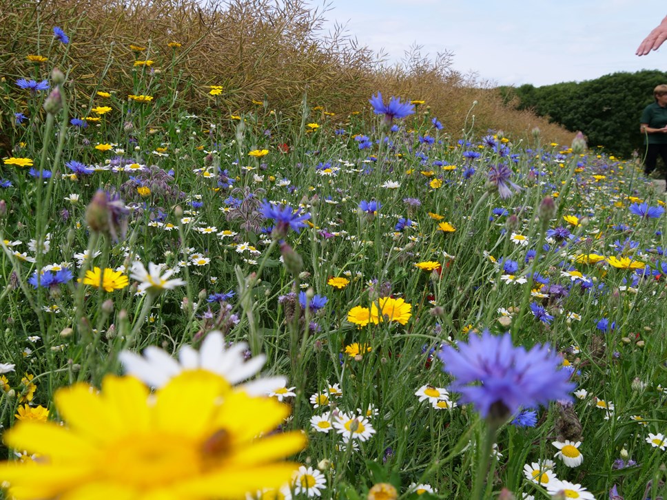 Sealands Farm-3 | Welsh Government News