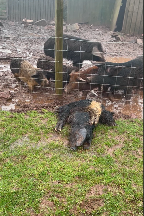 Animal suffering 1 | PembrokeshireCC News