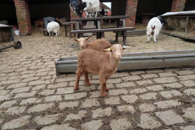 Adorable spring arrivals at Temple Newsam farm