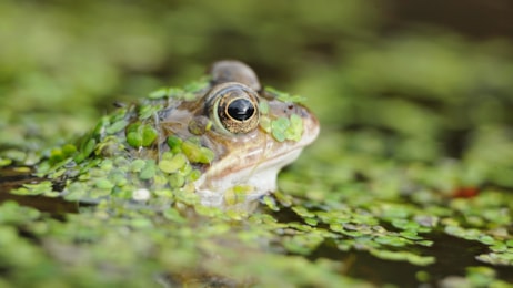 Frogs flourish in urban ‘SuDS’ ponds