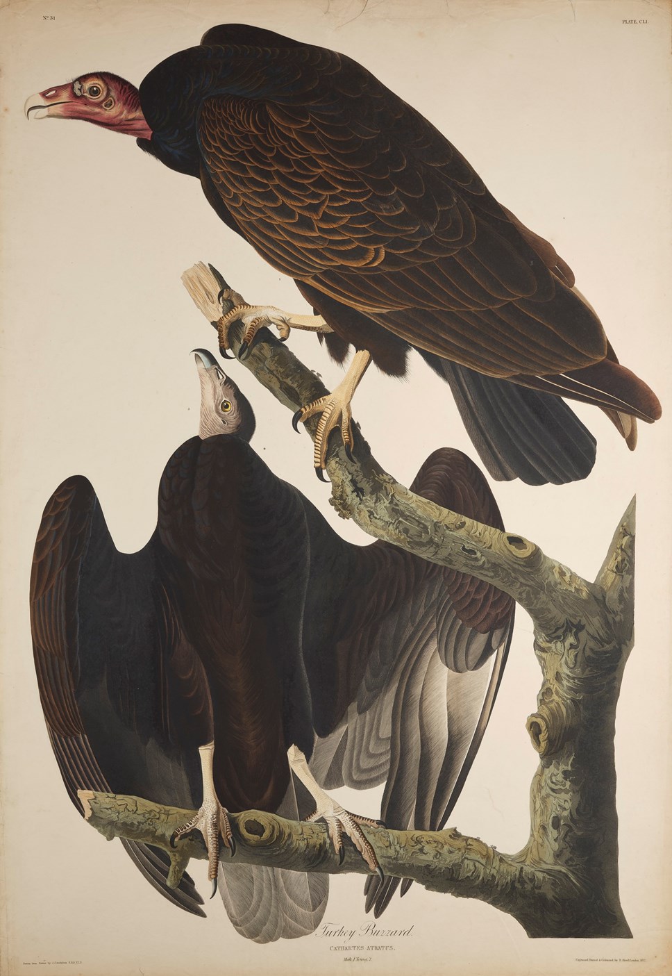 Print depicting Turkey Buzzards from Birds of America, by John James ...