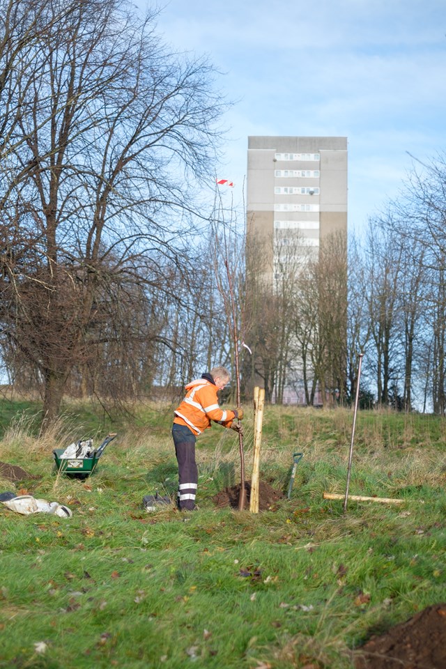 Trees for life Birmingham 00007