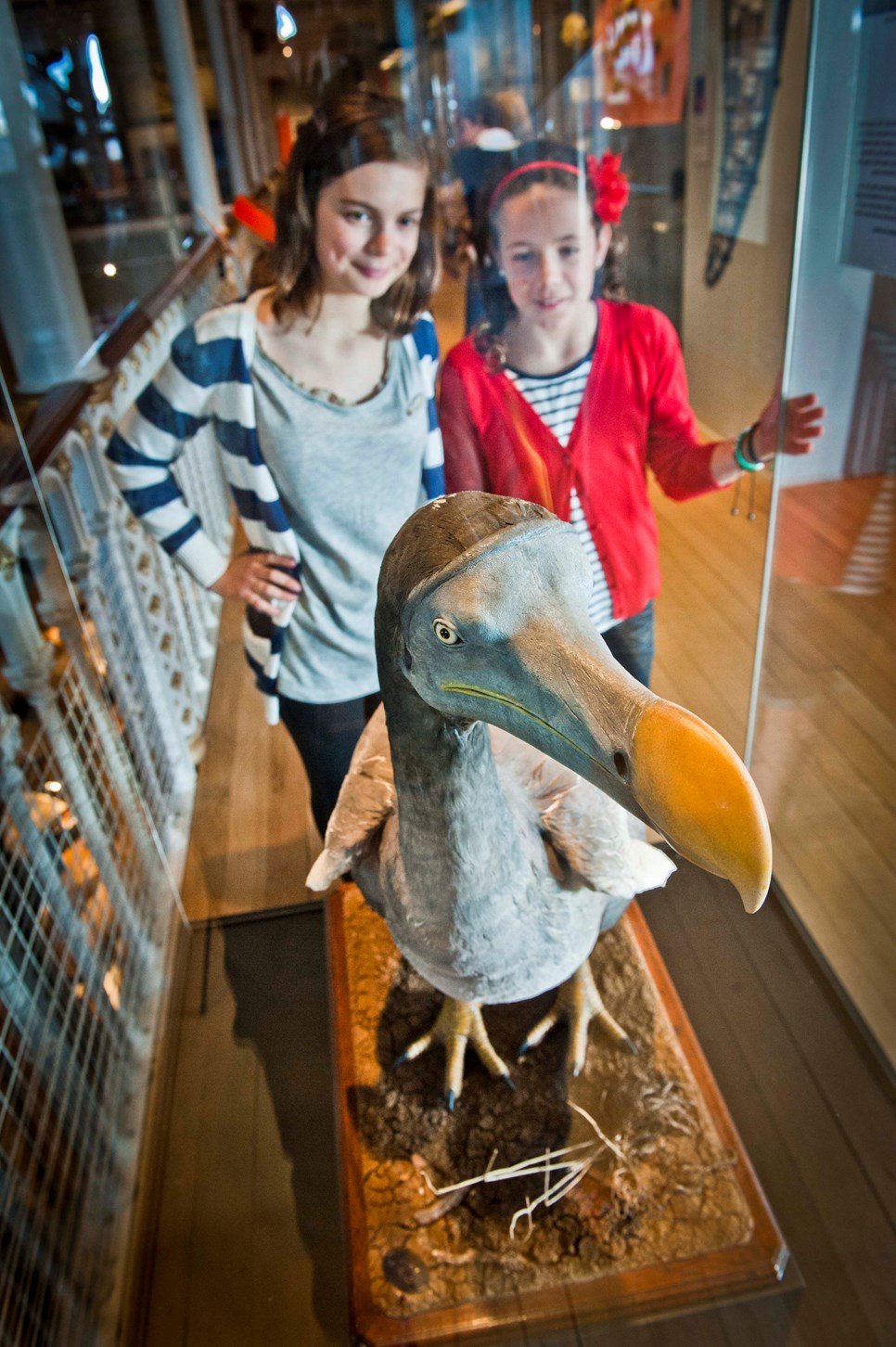 Natural Sciences Galleries National Museum Of Scotland Photo