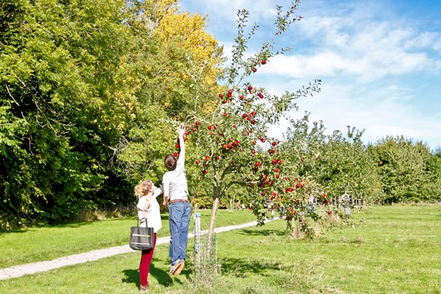 Join in with the apple harvest at Lotherton Hall this weekend