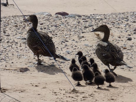 Eider chicks ©Catriona Reid/NatureScot