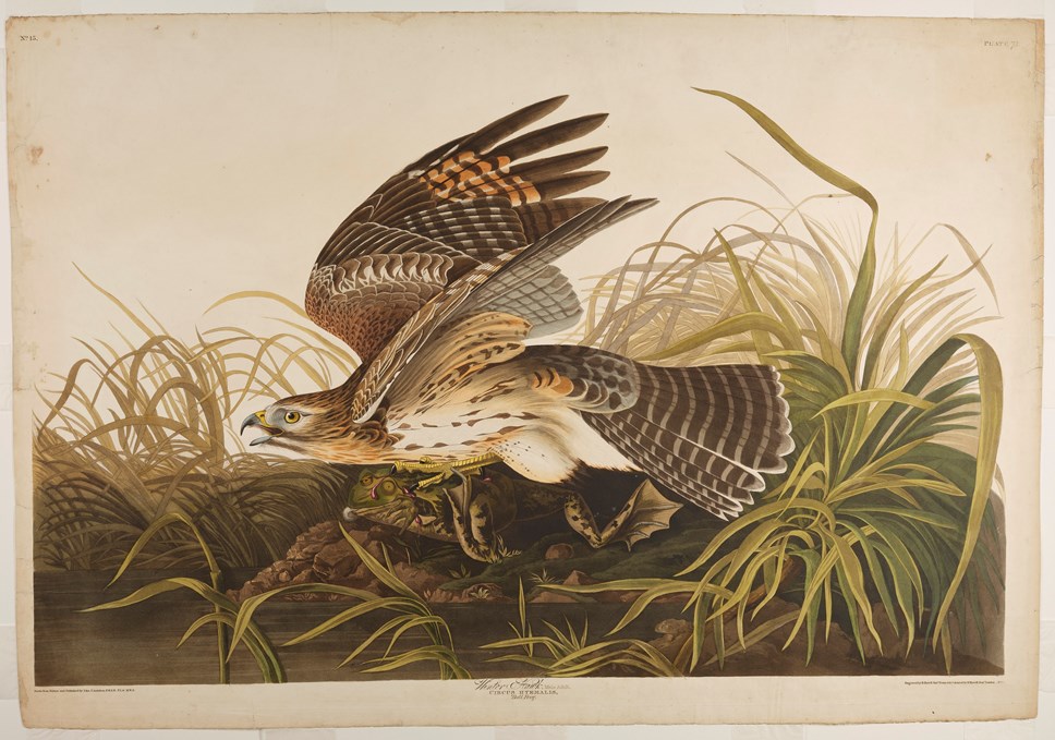 Print depicting a Winter Hawk from Birds of America, by John James ...