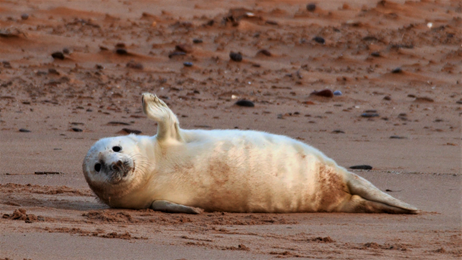 Waving pup at Forvie ©Danny Bean/NatureScot