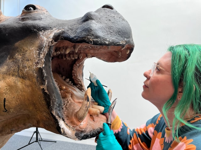Hippo conservation