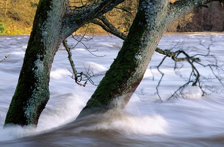 Oak trees submerged by the flood waters of the River Tay at Stanley ...