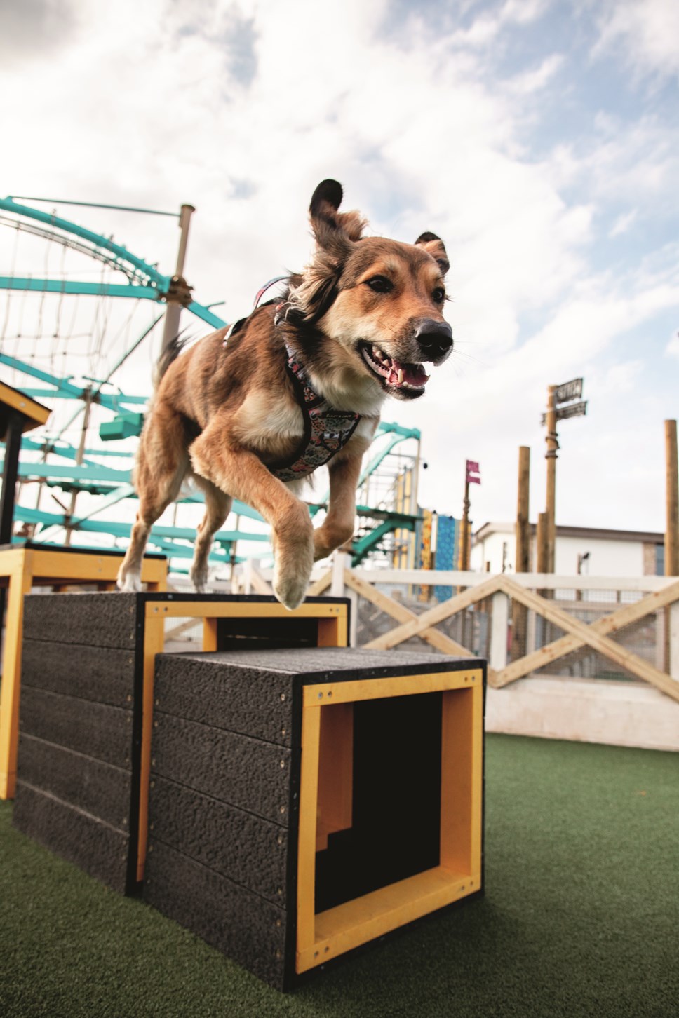 Bark Yard | Haven News