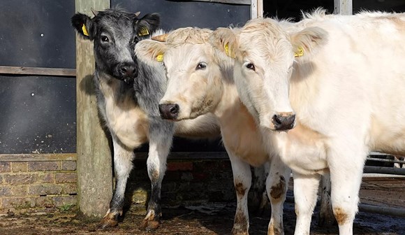 Rare breed cattle arrive in Surrey from BBC presenter's farm - SME ...