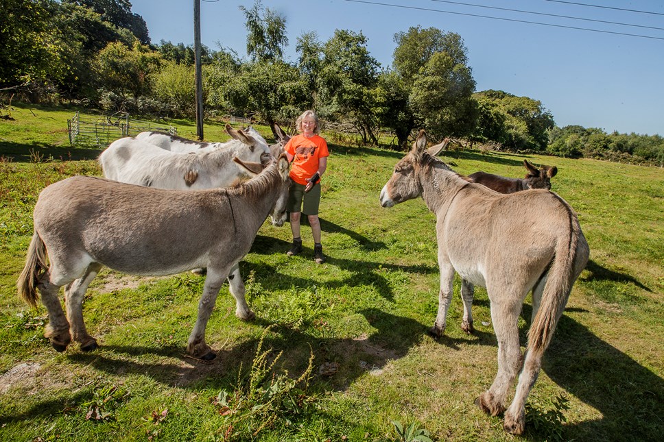 1108DONKEYS15 | Welsh Government News