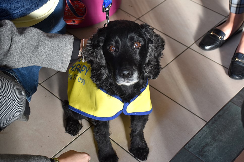 Pets as therapy 10 | Northern News