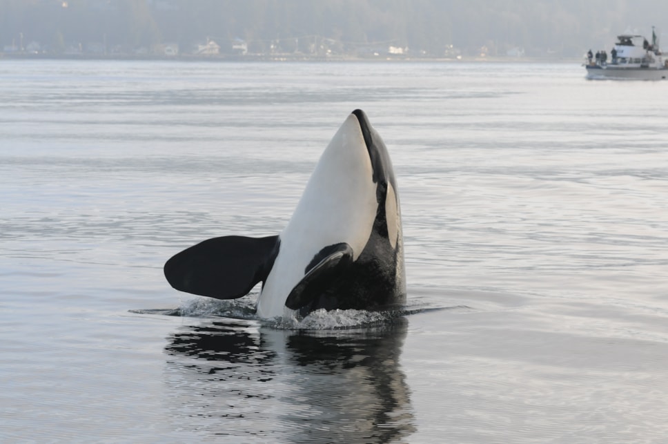 Orca "spyhops" | University of Cumbria News