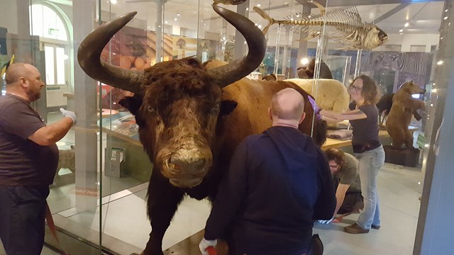 Object of the week- Leeds City Museum's Tibetan yak